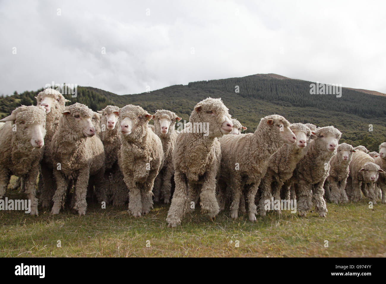 Merino sheep Cora Lynn Station Farm Wilderness Lodge New Zealand Stock ...