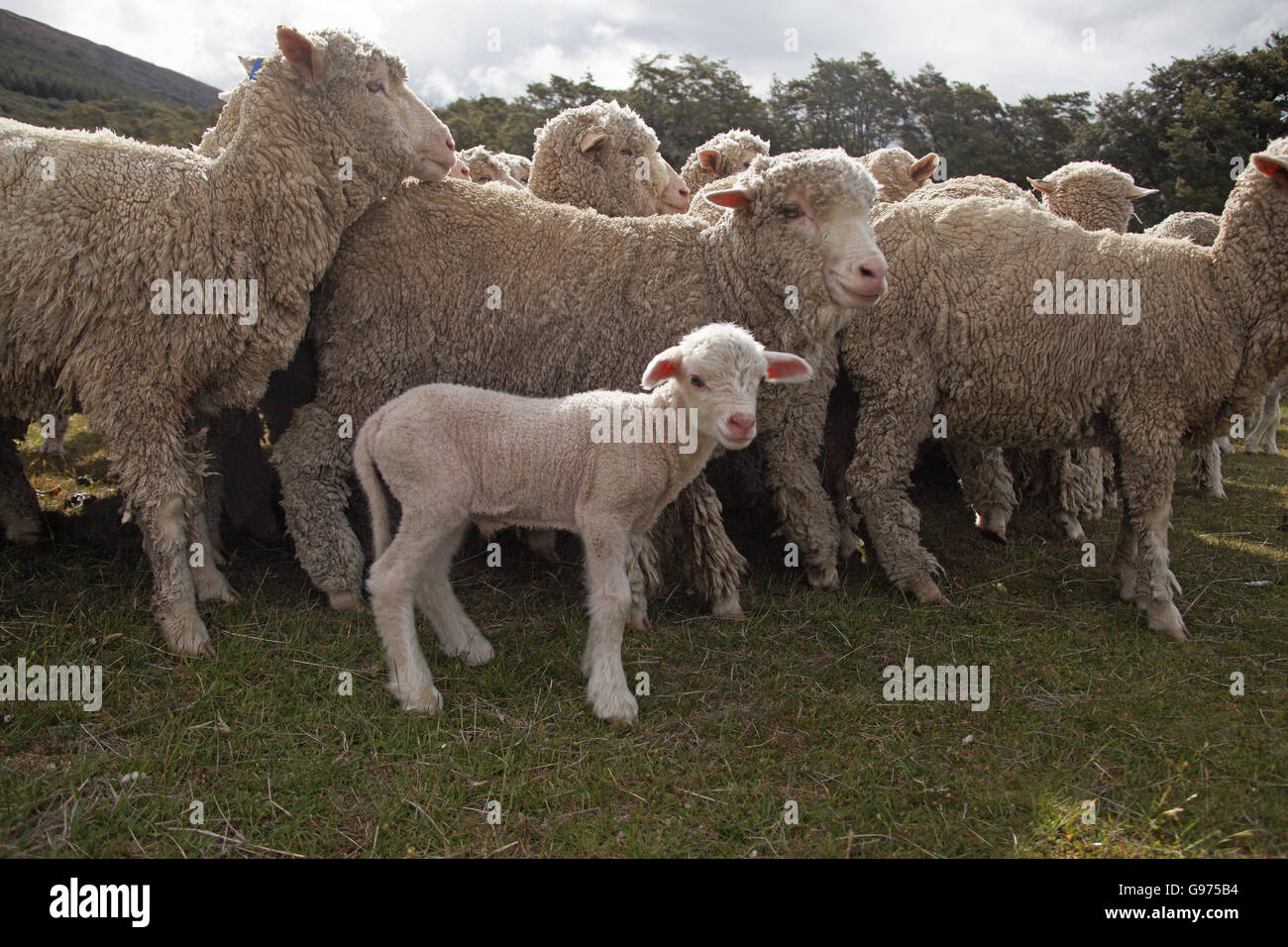 Cora lynn hi-res stock photography and images - Alamy