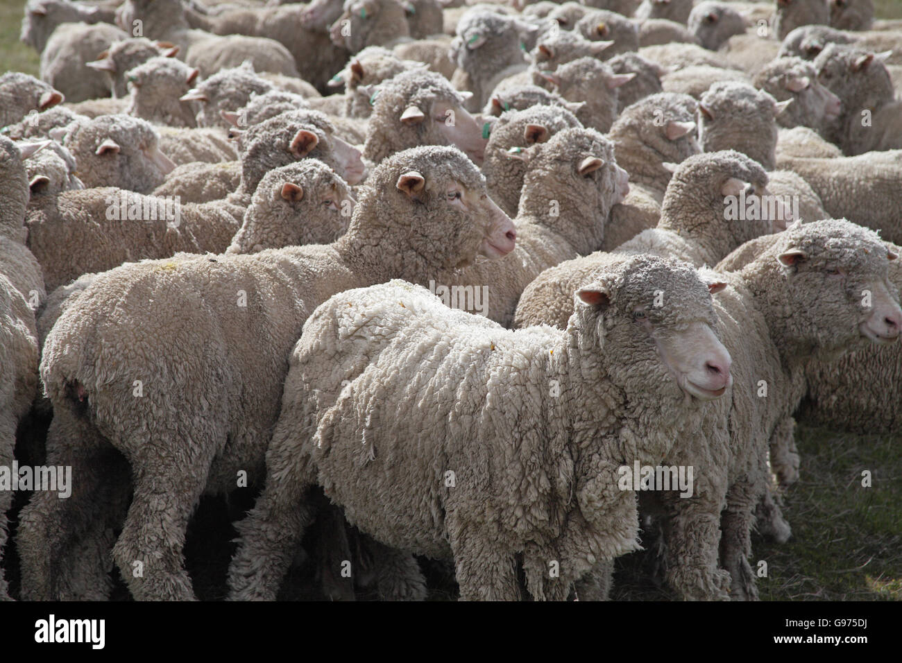 Merino sheep Cora Lynn Station Farm Wilderness Lodge New Zealand Stock ...