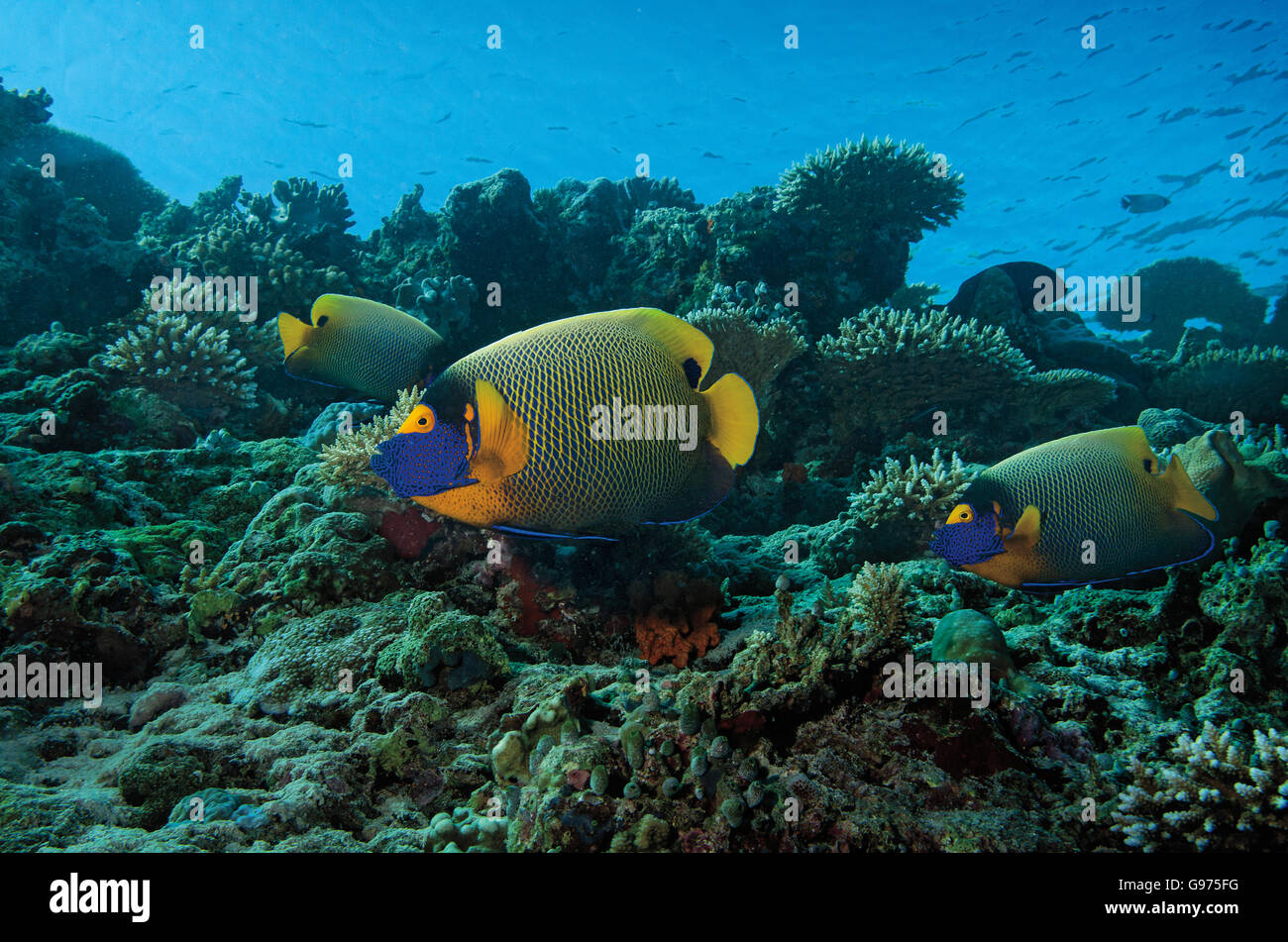 Three Blue-faced Angelfish (Pomacanthus xanthometopon) on coral reef in ...