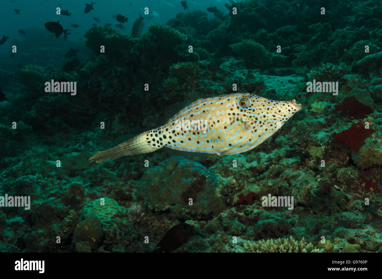 Scrawled filefish, Aluterus scriptus, swimming over coral reef in ...