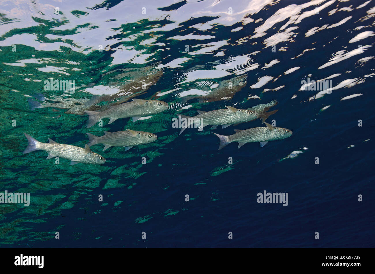 Shoal of flathead grey mullet, Mugil cephalus, swimming in surface ...