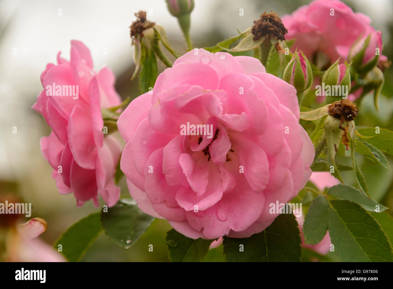 Roses shape hi-res stock photography and images - Alamy