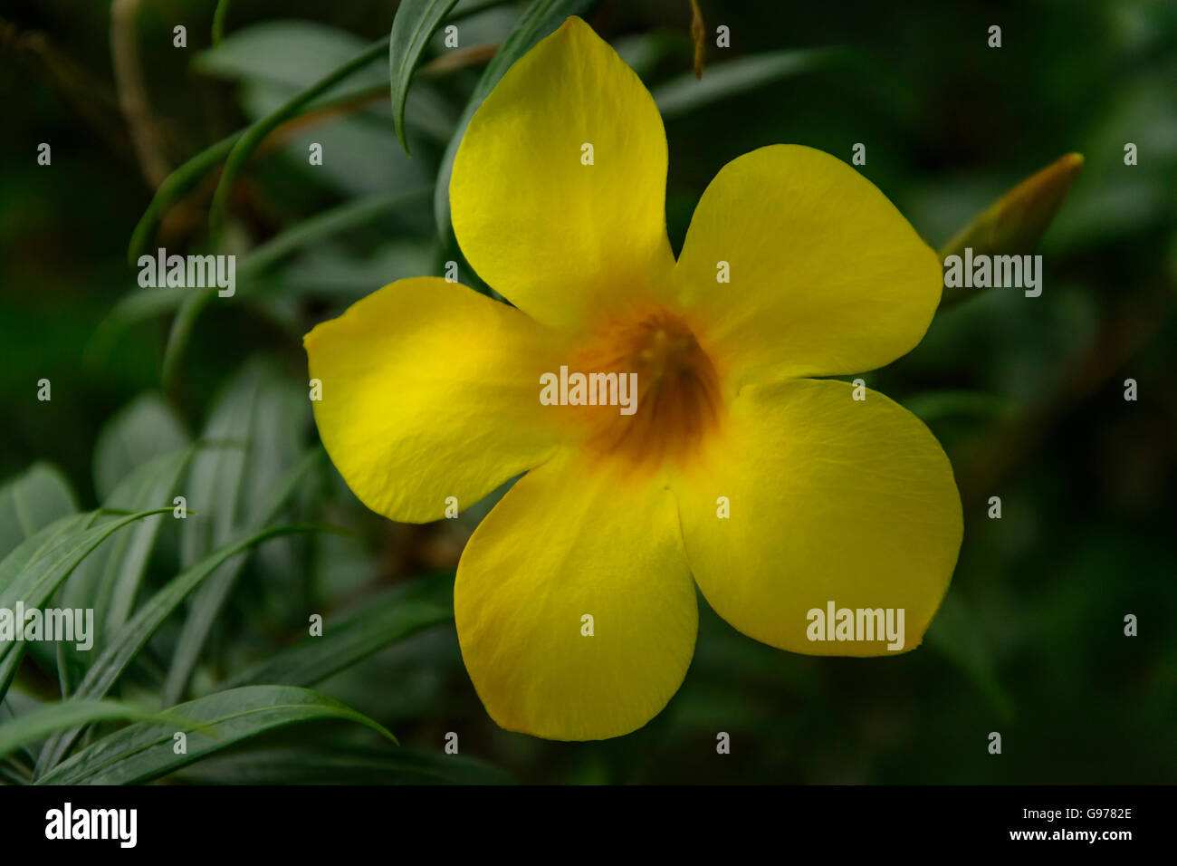 Yellowed flower hi-res stock photography and images - Alamy