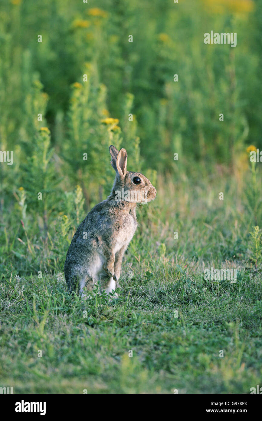 European rabbit Oryctolagus cuniculus looking out for danger Stock ...