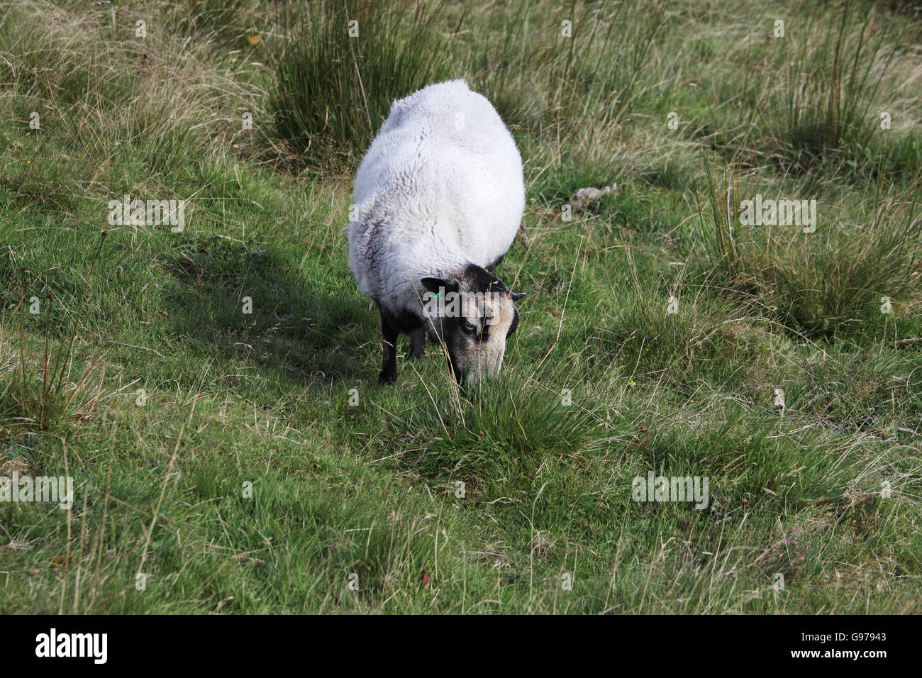 Badger Face Torddu sheep feeding Elan Valley Powys Wales UK September ...