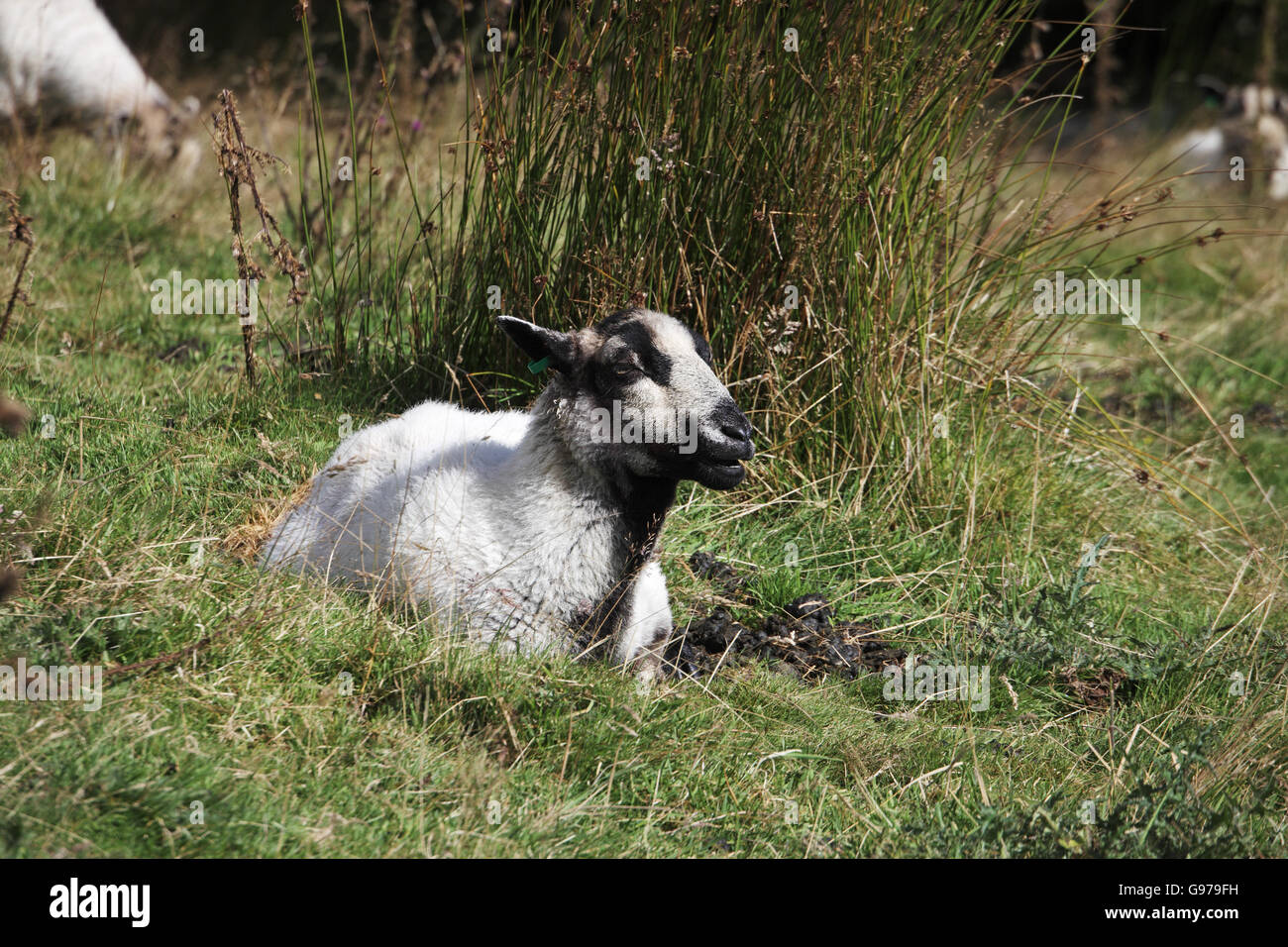 Badger Face Torddu sheep Elan Valley Powys Wales UK September 2012 ...