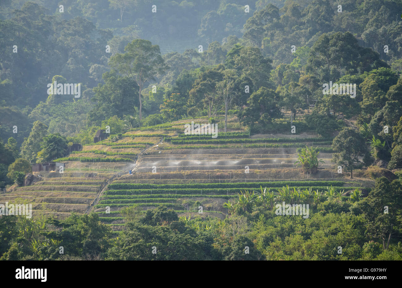 Penang hill forest Stock Photo - Alamy