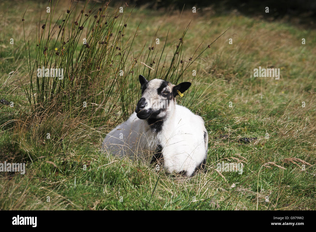 Badger Face Torddu sheep resting Elan Valley Powys Wales UK September ...