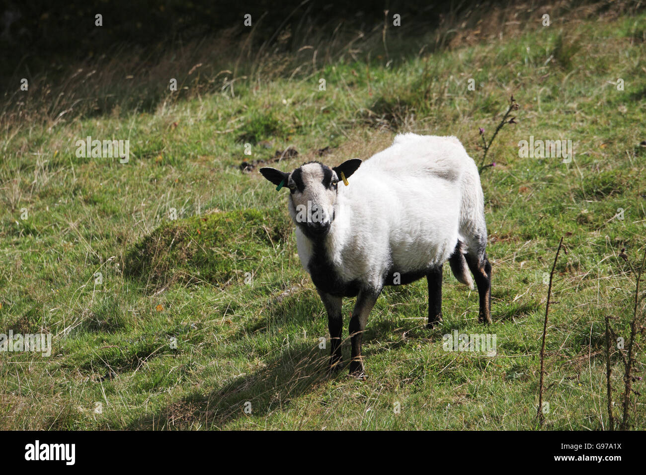 Elan Animal