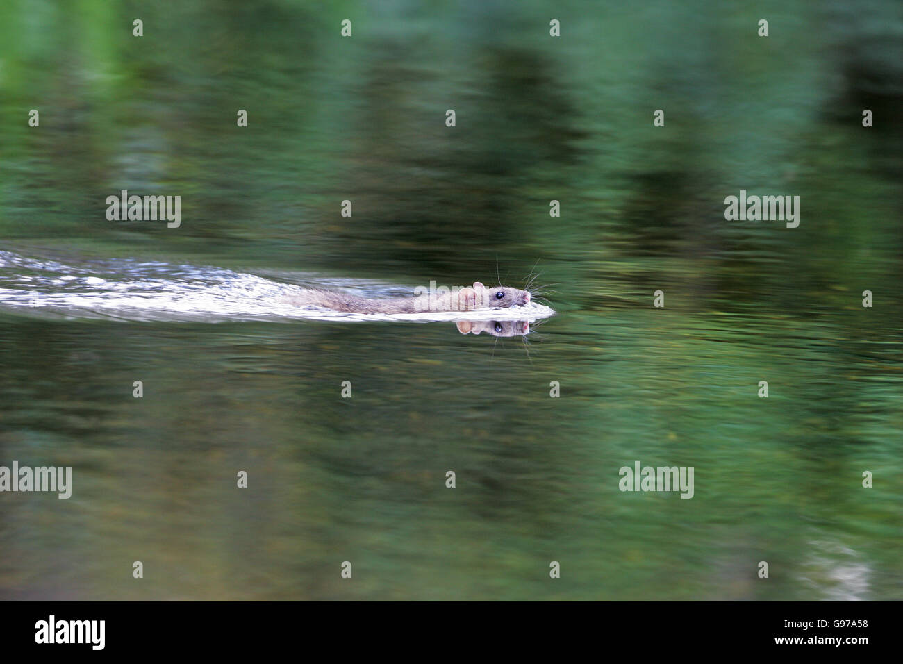 Common rat Rattus norvegicus swimming in the River Avon Hampshire ...