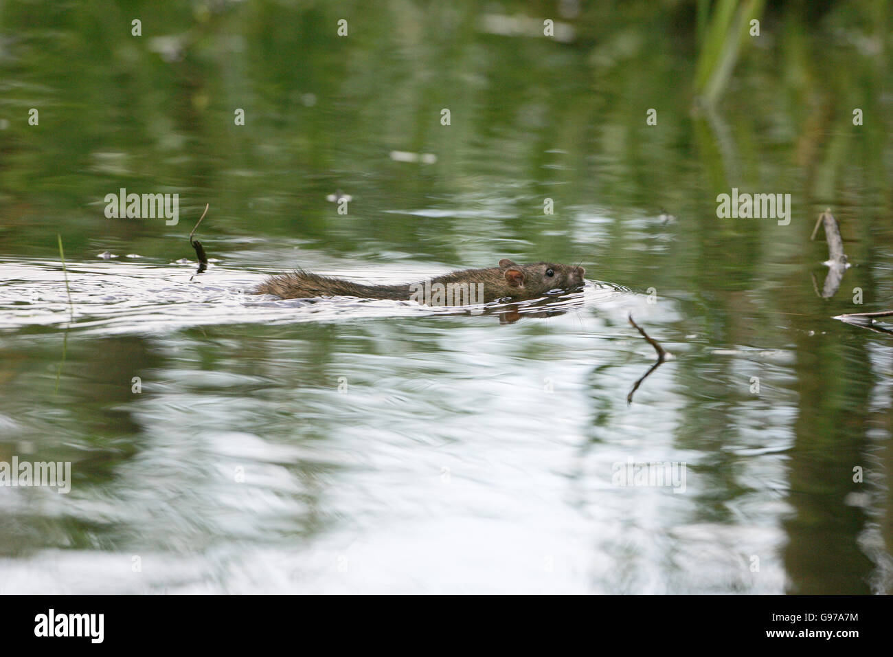Common rat Rattus norvegicus swimming in the River Avon Hampshire ...