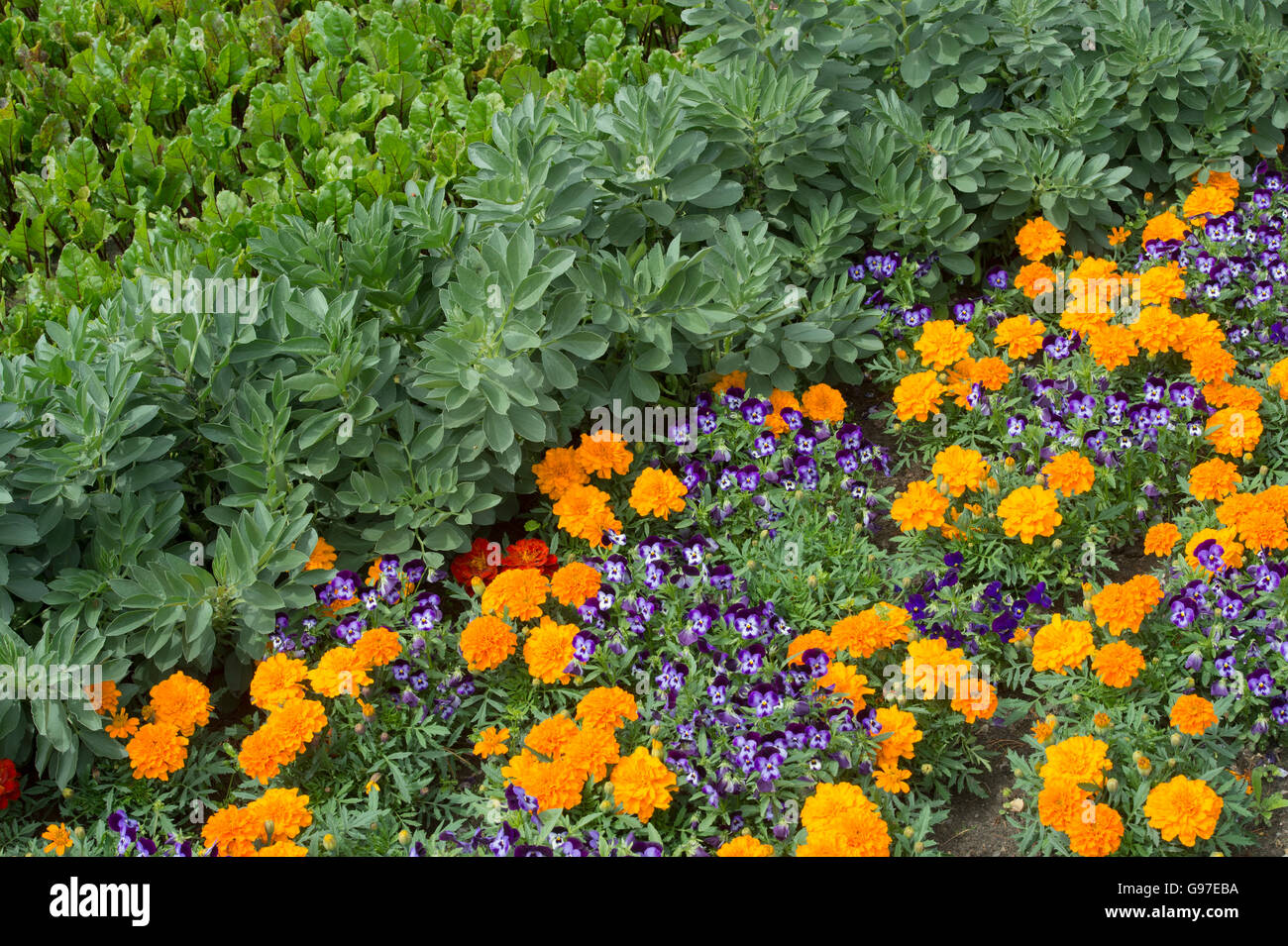 Garden Marigolds High Resolution Stock Photography and Images - Alamy