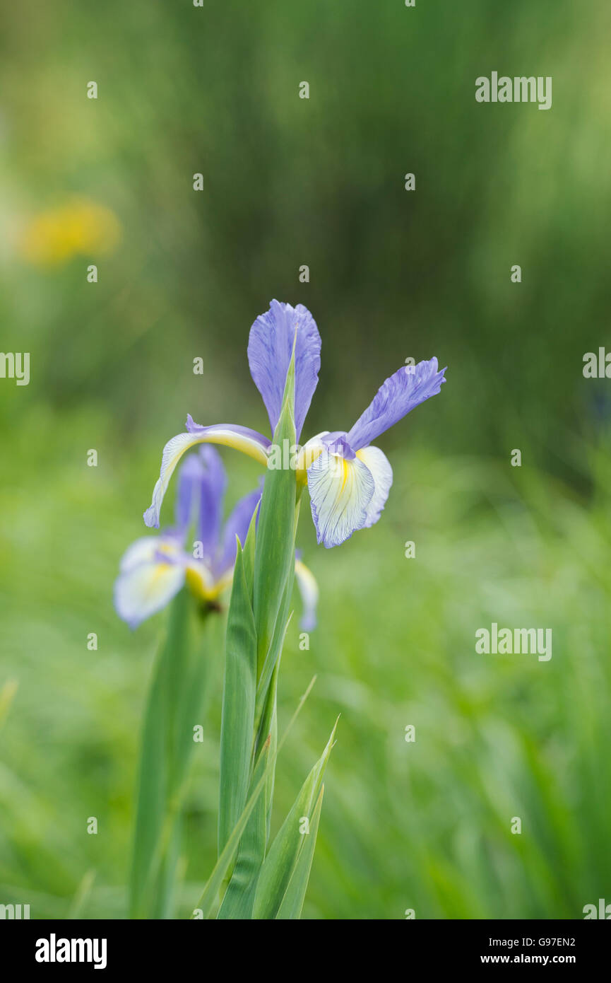 Lassie hi-res stock photography and images - Alamy