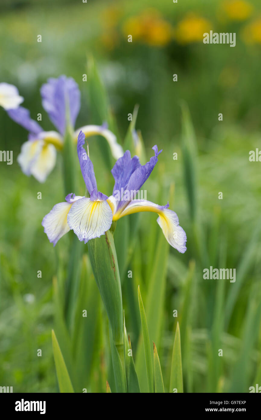 Blue Dutch Irises Stock Photos & Blue Dutch Irises Stock Images - Alamy
