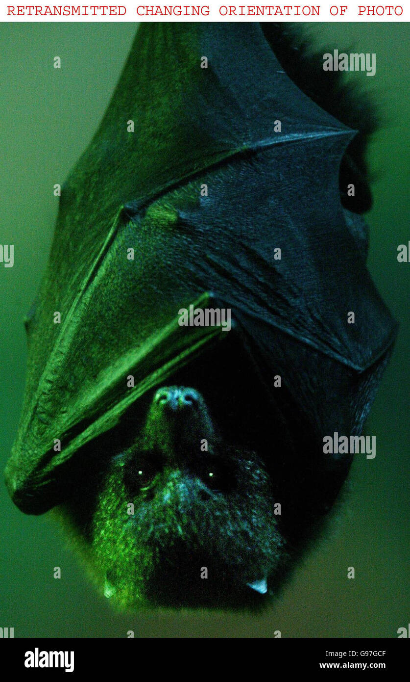 A fruit bat at Dublin Zoo, Sunday March 12, 2006. A conservation group ...