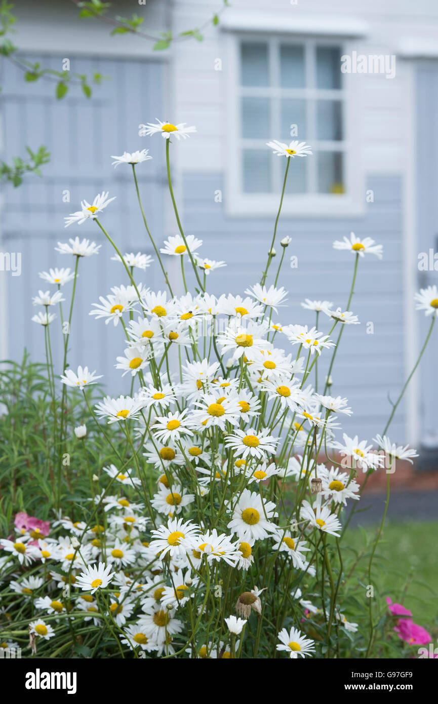 Ox eye daisy leucanthemum vulgare june hi-res stock photography and ...