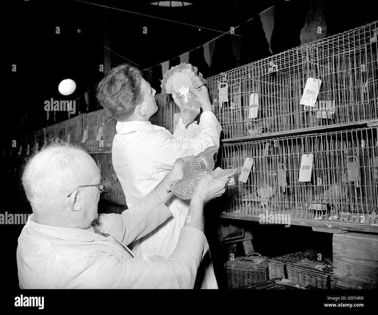 Queen elizabeth pigeon hi-res stock photography and images - Alamy