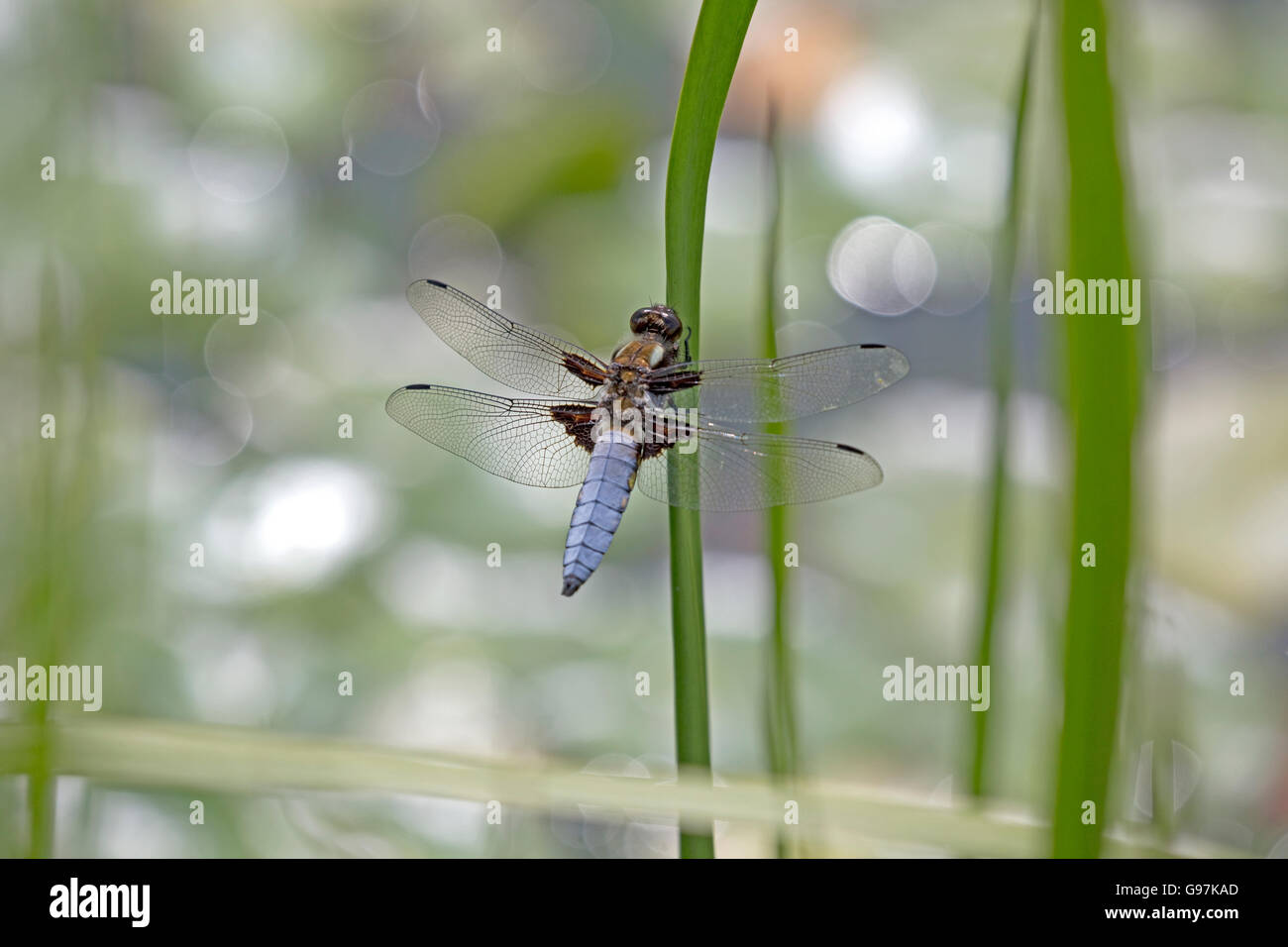 Male Broad-bodied chaser dragonfly UK Stock Photo - Alamy