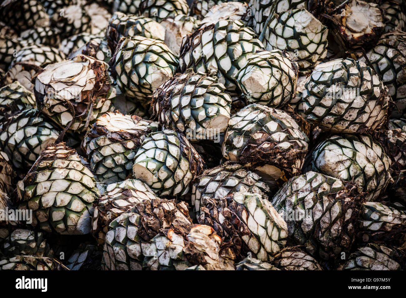 Harvested Agave at Jose Cuervo tequila distillery, Tequila, Jalisco ...