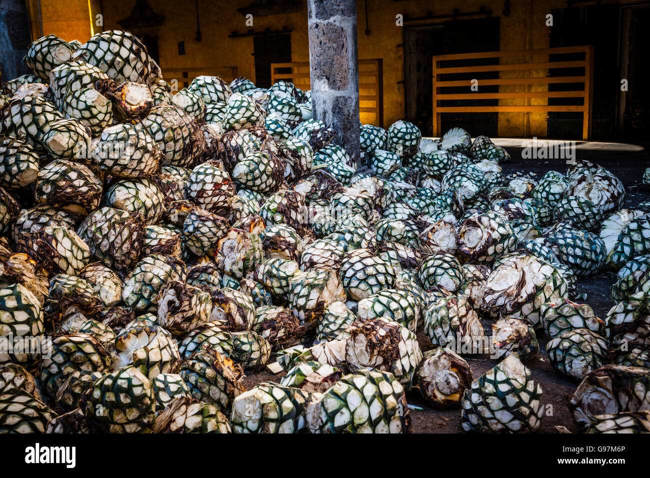 Harvested Agave at Jose Cuervo tequila distillery, Tequila, Jalisco ...