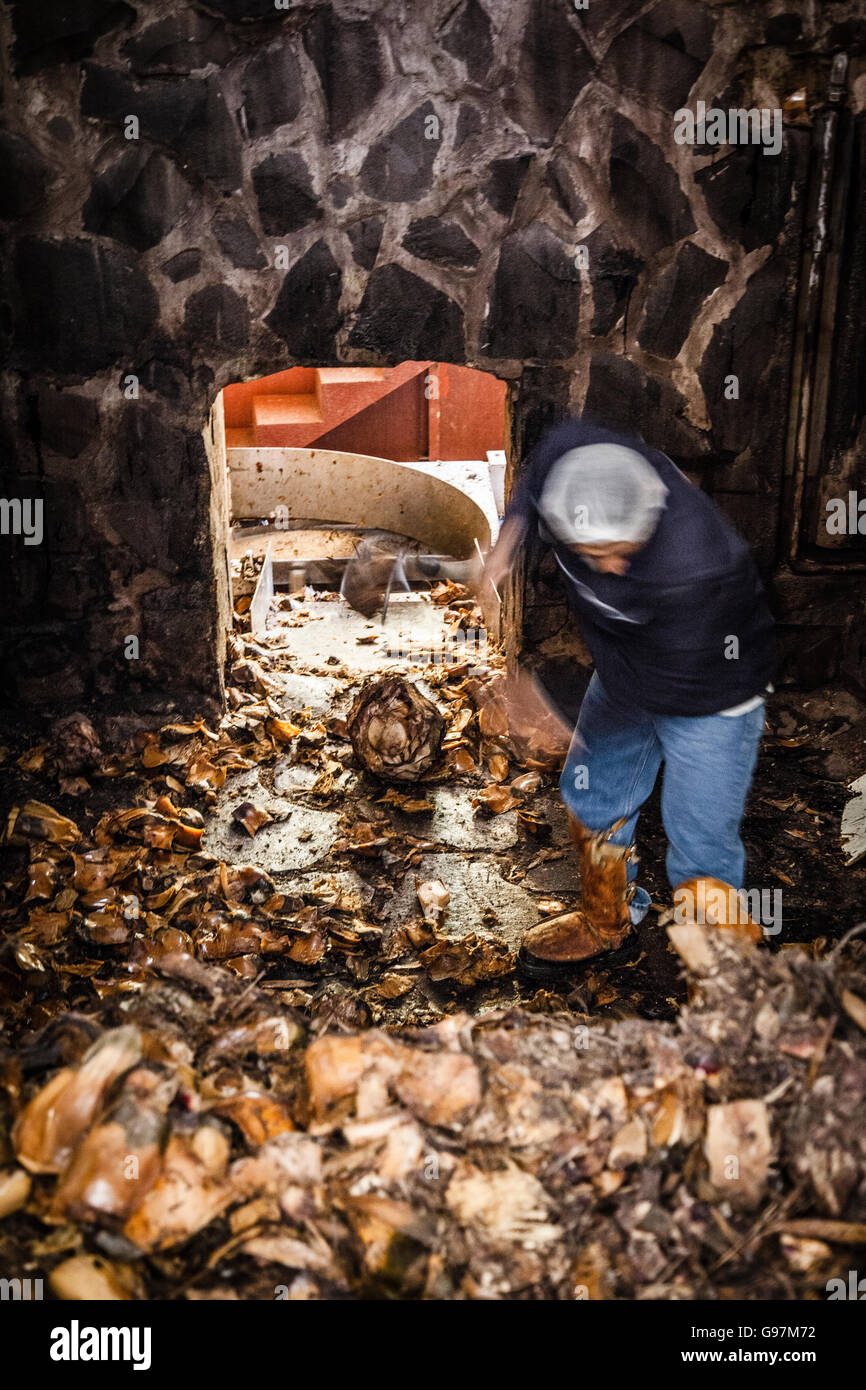 Workers loading agave to brick oven at Jose Cuervo tequila distillery ...