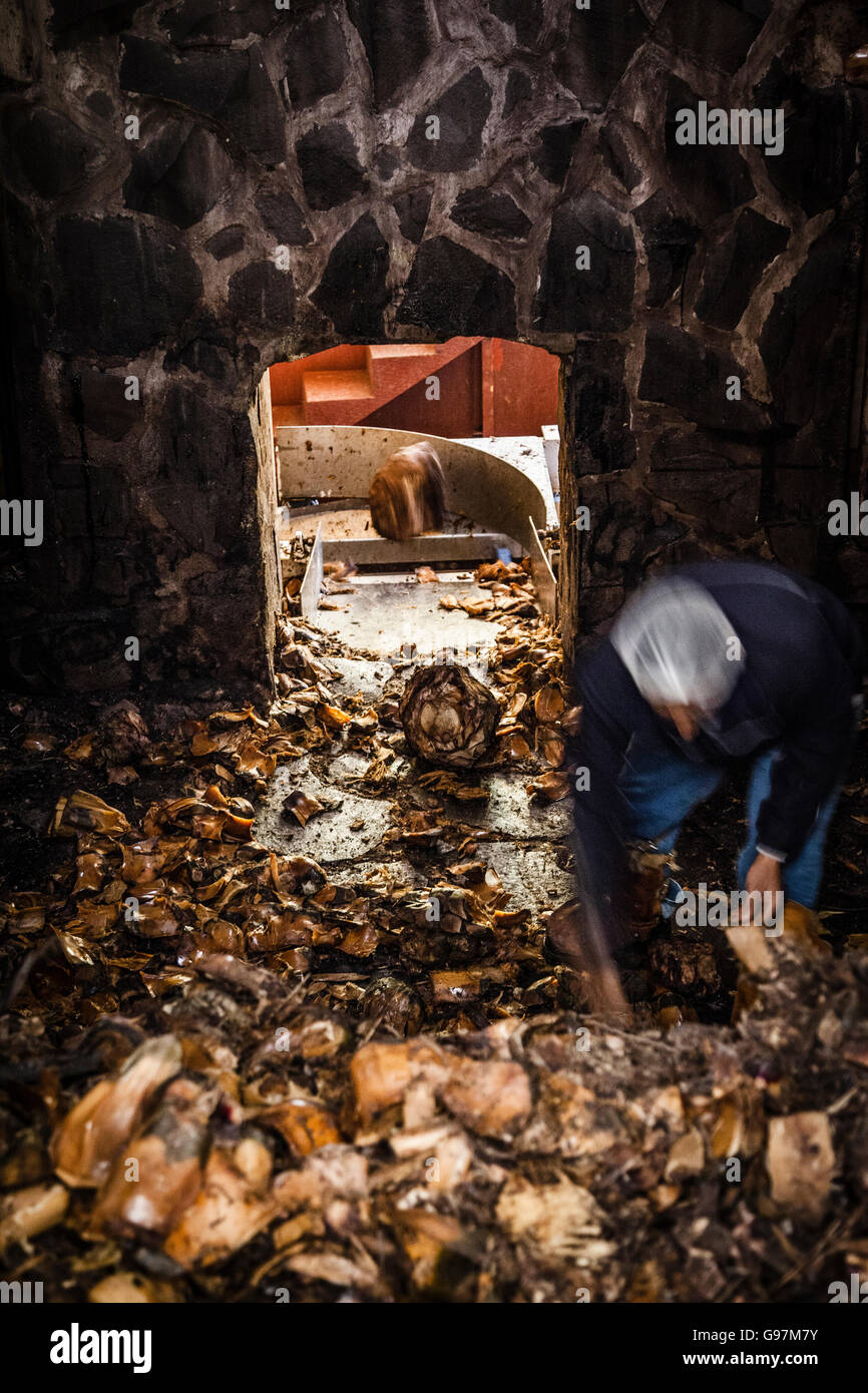 Workers loading agave to brick oven at Jose Cuervo tequila distillery ...
