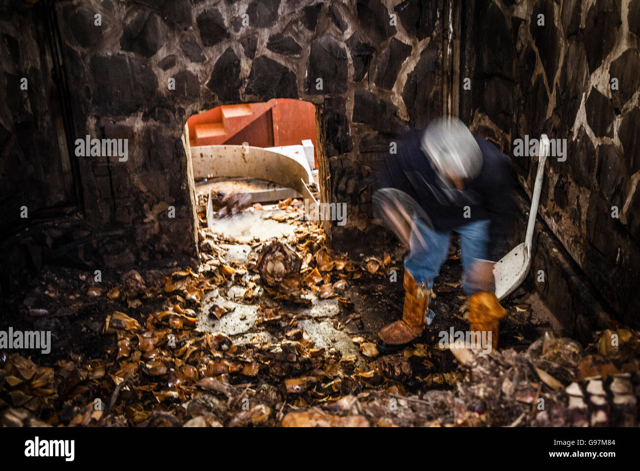 Workers loading agave to brick oven at Jose Cuervo tequila distillery ...