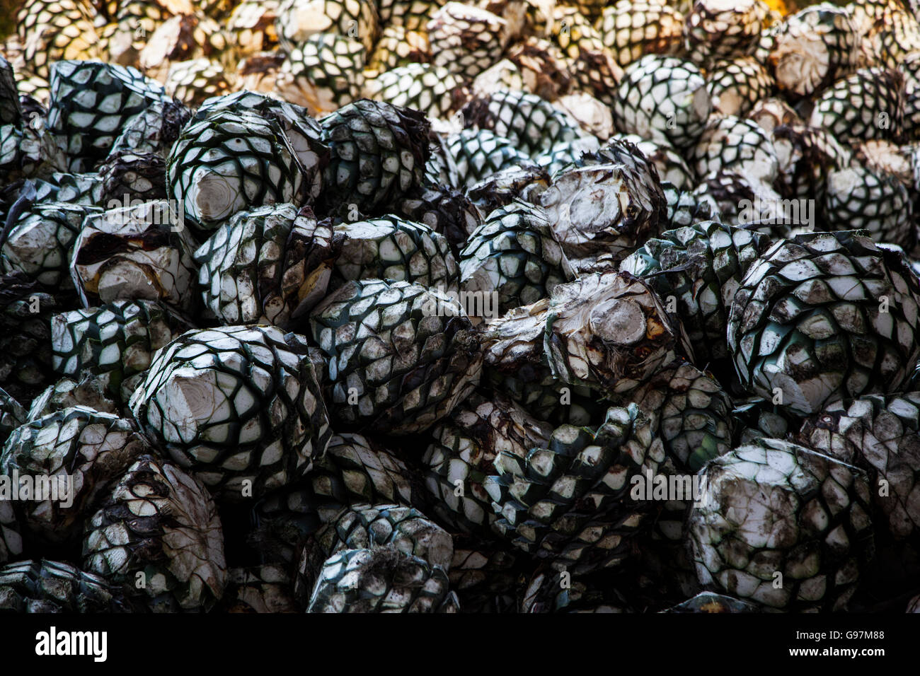 Harvested Agave at Jose Cuervo tequila distillery, Tequila, Jalisco ...