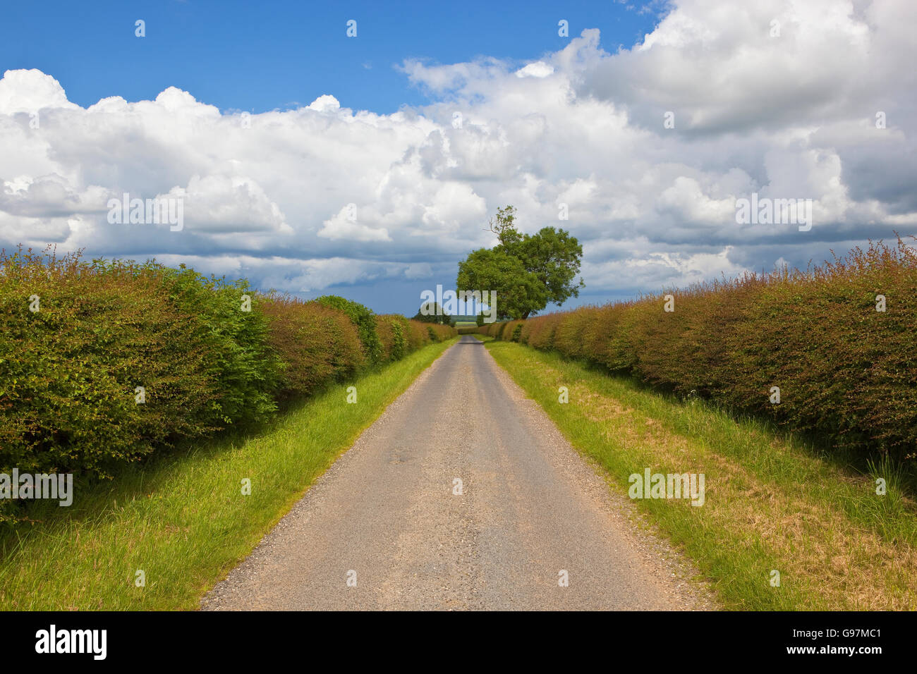 A small rural road going through agricultural scenery in the Yorkshire ...