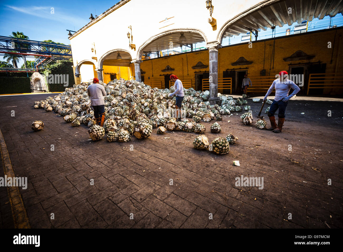 workers cutting agave at Jose Cuervo tequila distillery, the leading ...