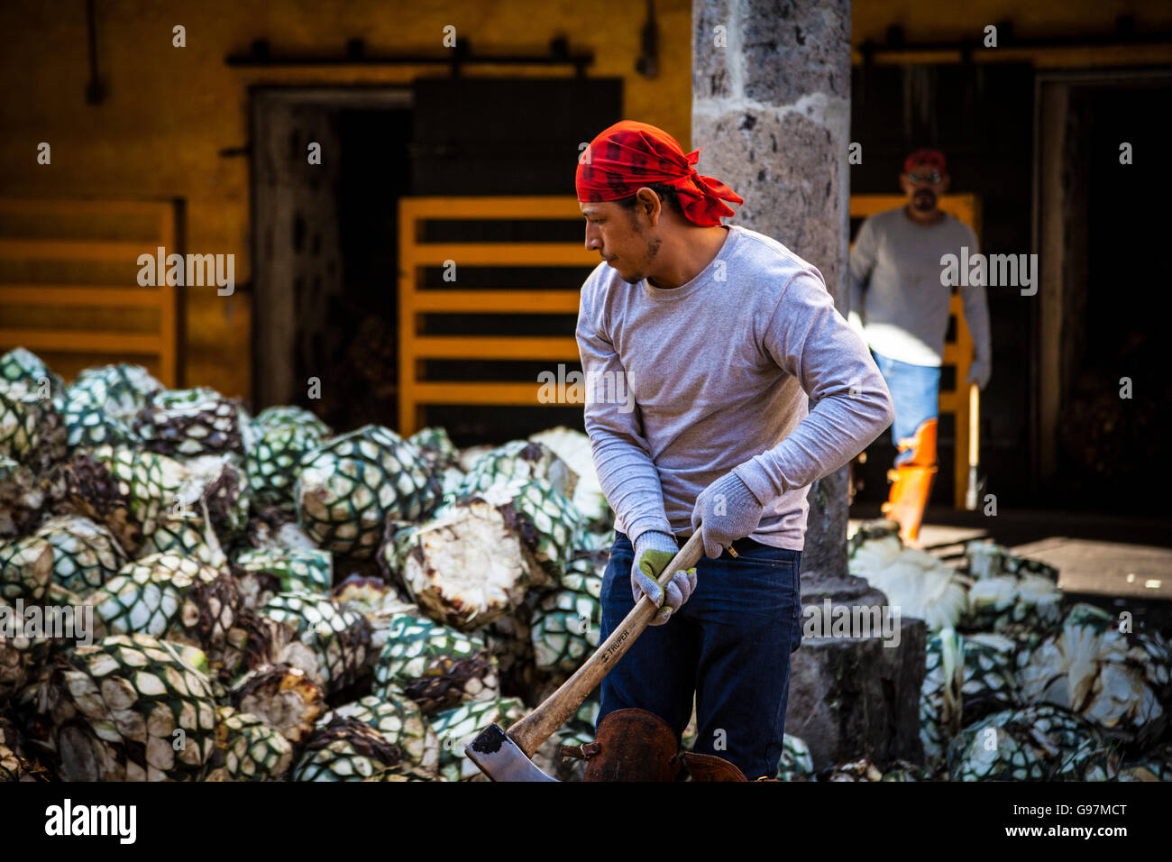 workers cutting agave at Jose Cuervo tequila distillery, the leading ...