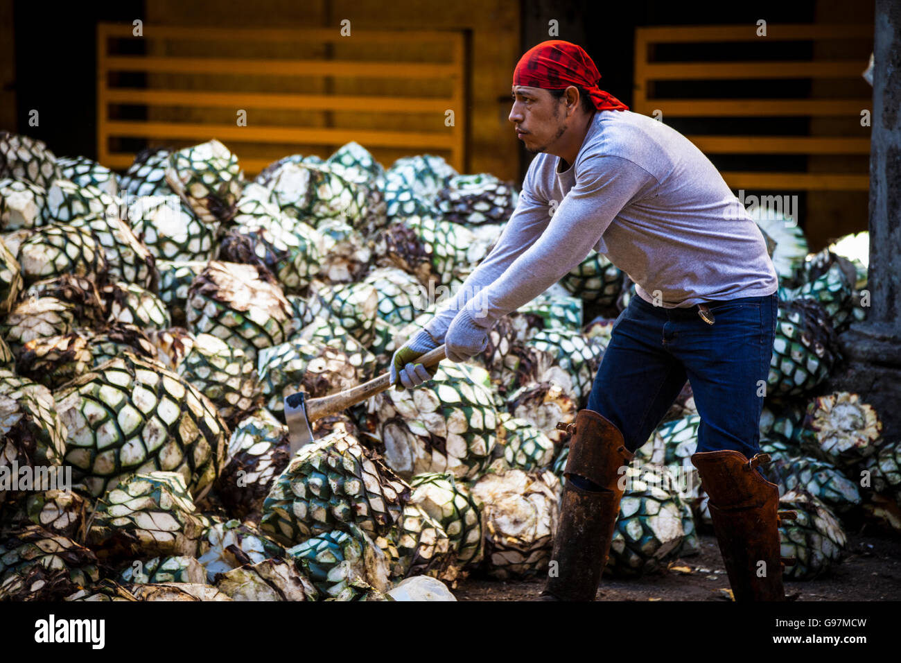workers cutting agave at Jose Cuervo tequila distillery, the leading ...