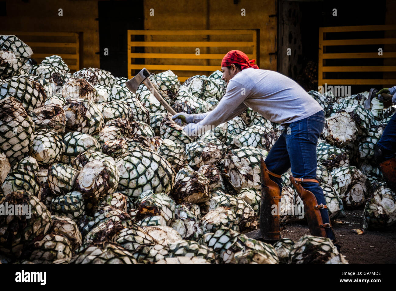 workers cutting agave at Jose Cuervo tequila distillery, the leading ...