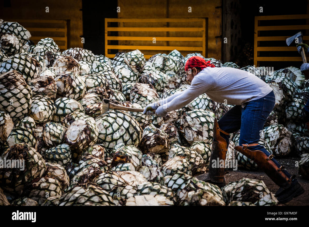 workers cutting agave at Jose Cuervo tequila distillery, the leading ...
