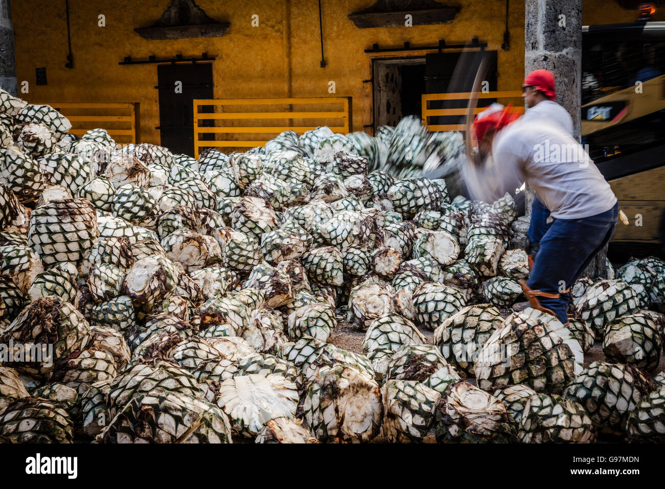 workers cutting agave at Jose Cuervo tequila distillery, the leading ...