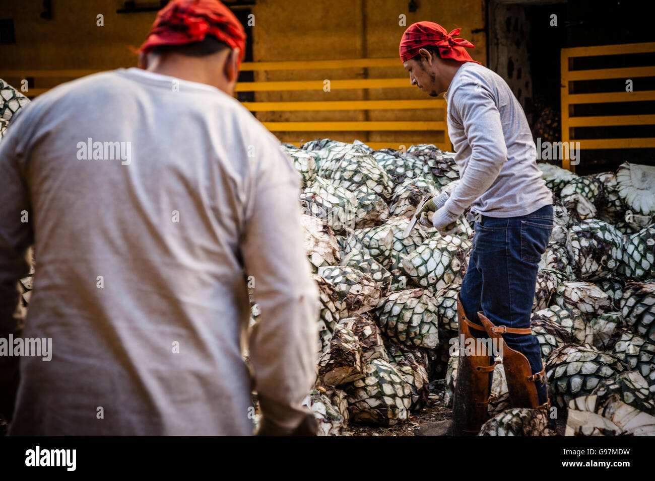workers cutting agave at Jose Cuervo tequila distillery, the leading ...