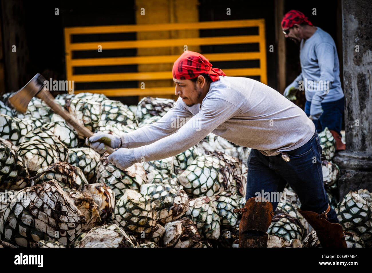 workers cutting agave at Jose Cuervo tequila distillery, the leading ...