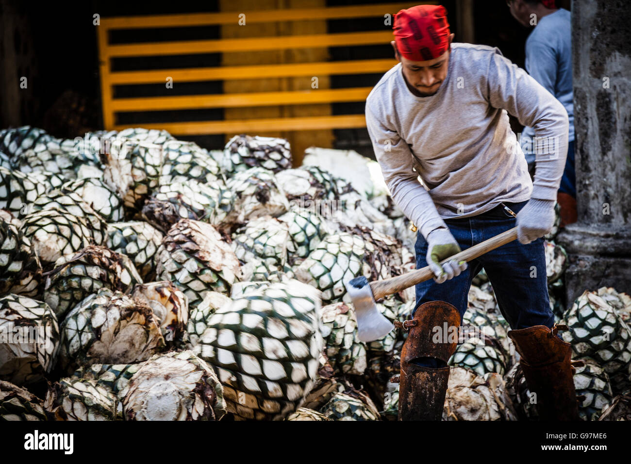 workers cutting agave at Jose Cuervo tequila distillery, the leading ...