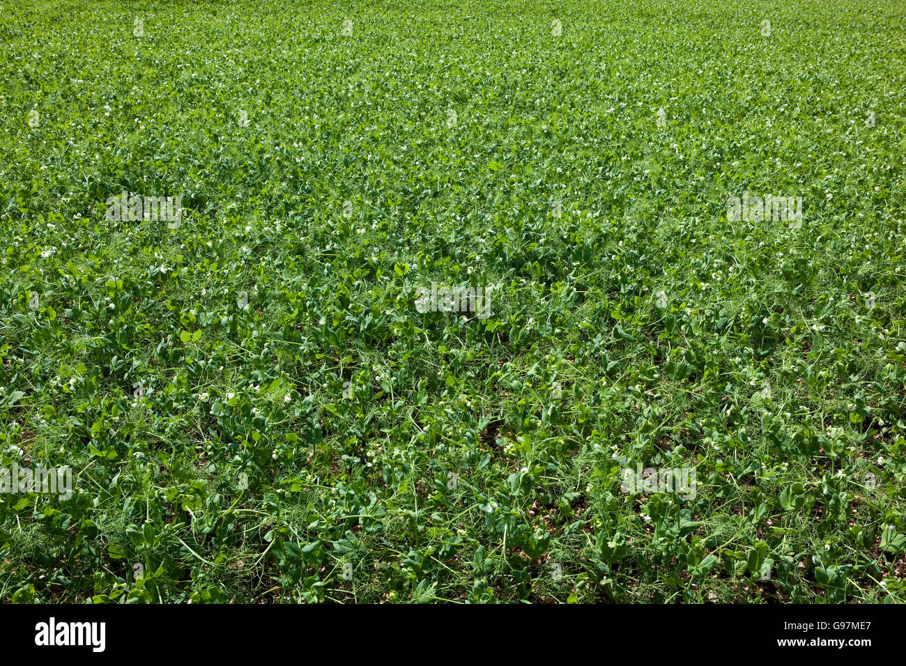 Green background image of pea plants with tendrils and white flowers in ...