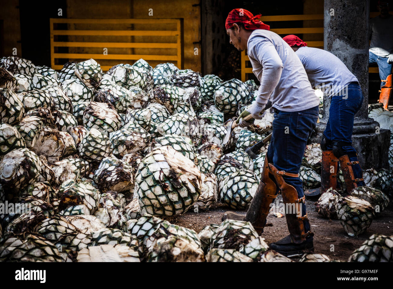 workers cutting agave at Jose Cuervo tequila distillery, the leading ...