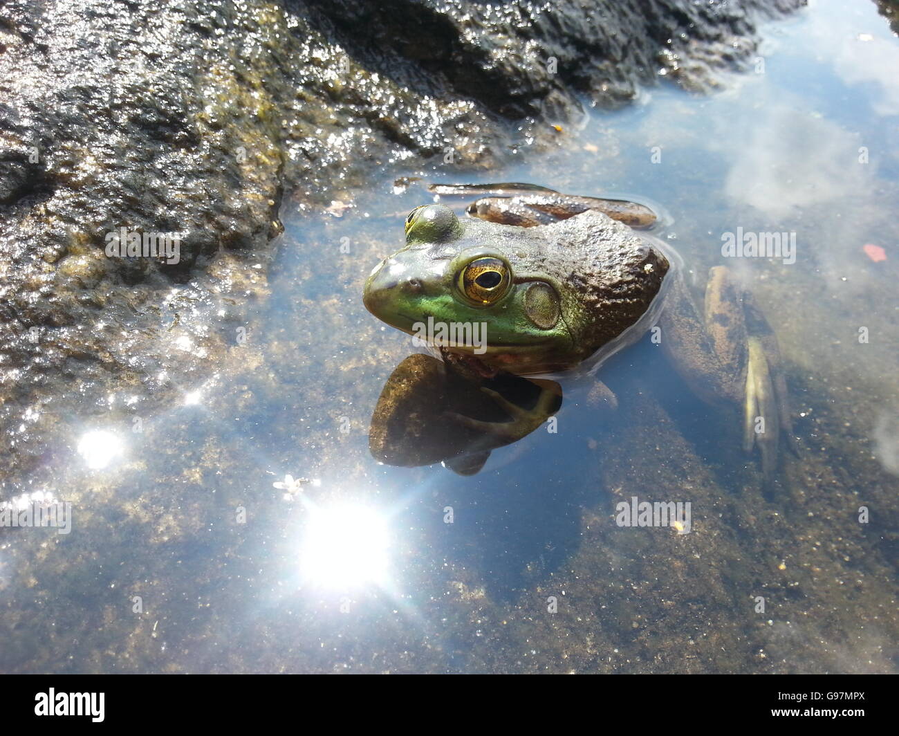 A green frog basking in a small pool Stock Photo - Alamy