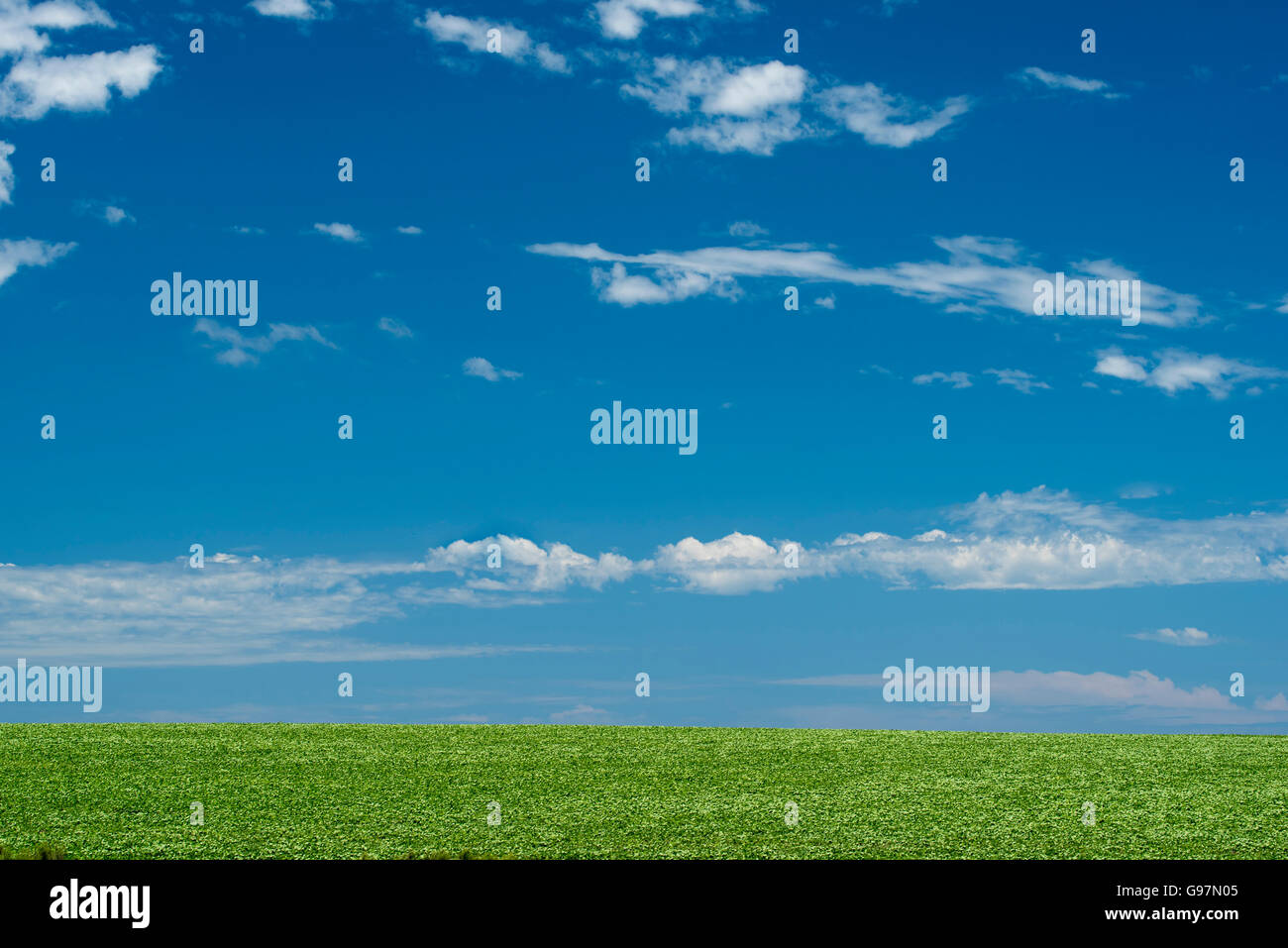 Green field landscape with cloudy blue sky, calm nature environment ...