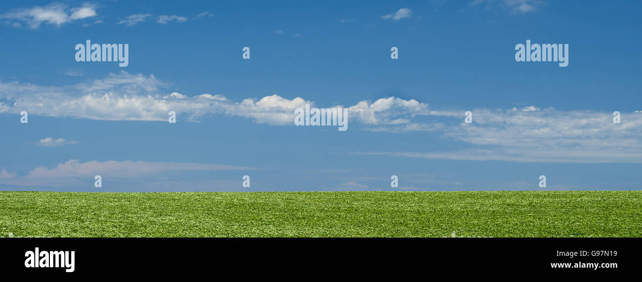 Green field landscape with cloudy blue sky, calm nature environment ...