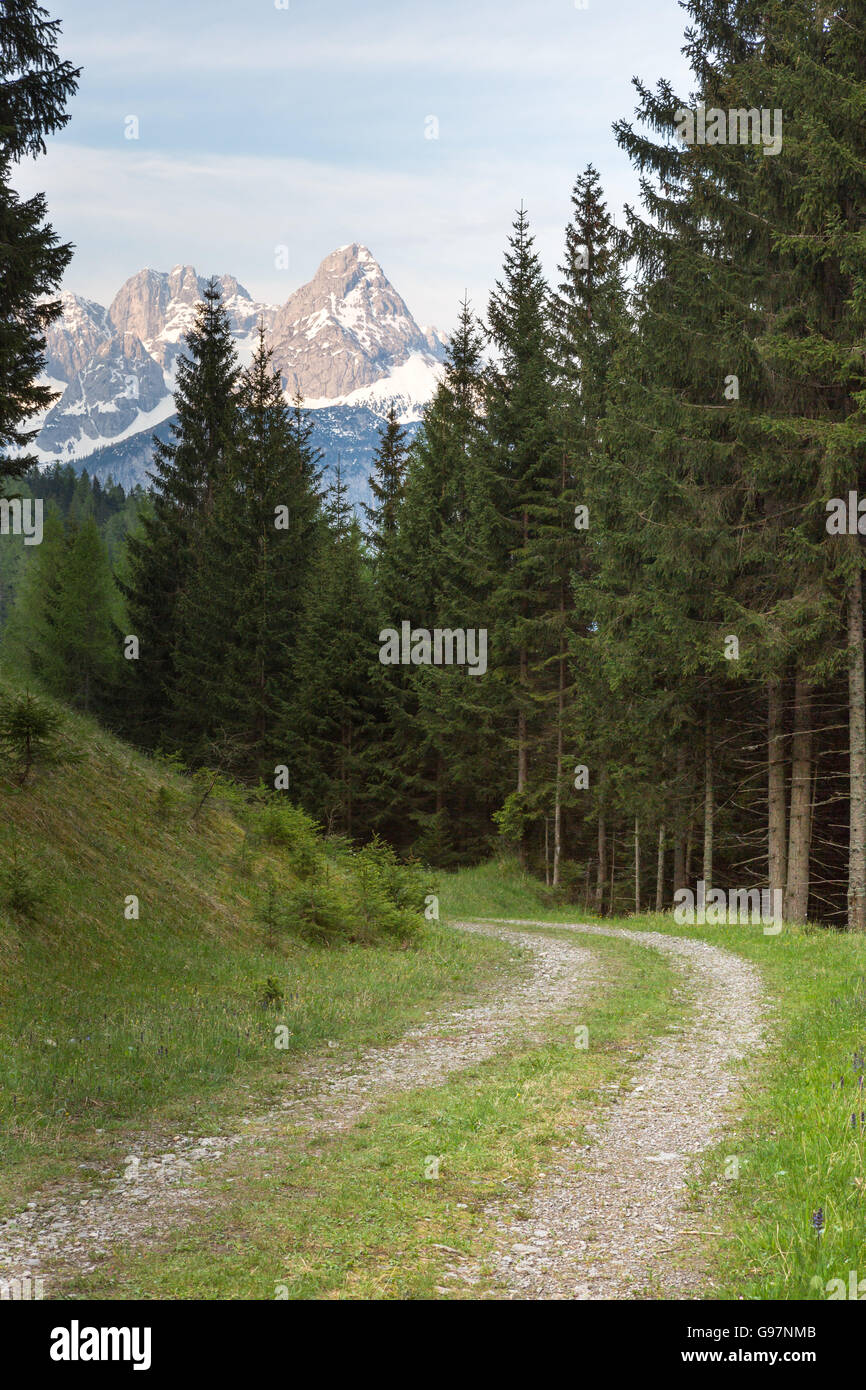 A track in a forest heads towards rocky mountain peaks in the distance ...