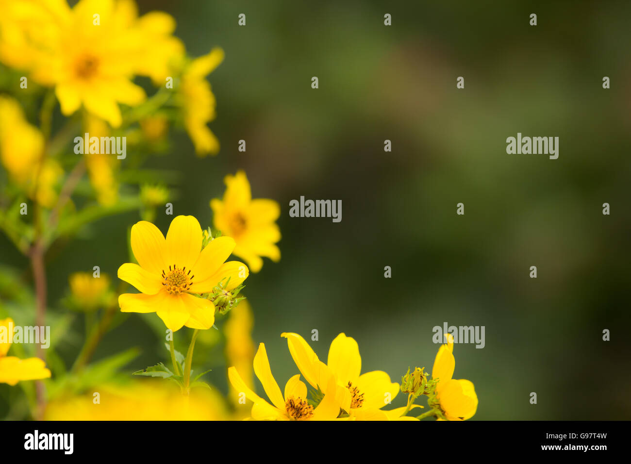 Fall flowering yellow perennial Helianthus, a common wildflower in ...