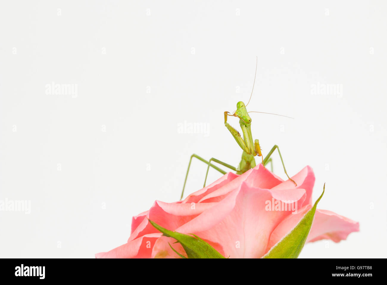 Mantis rosa hi-res stock photography and images - Alamy