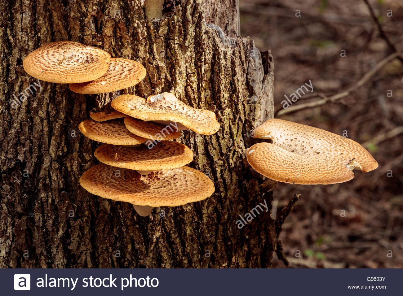Pheasants Back Mushroom High Resolution Stock Photography and Images ...