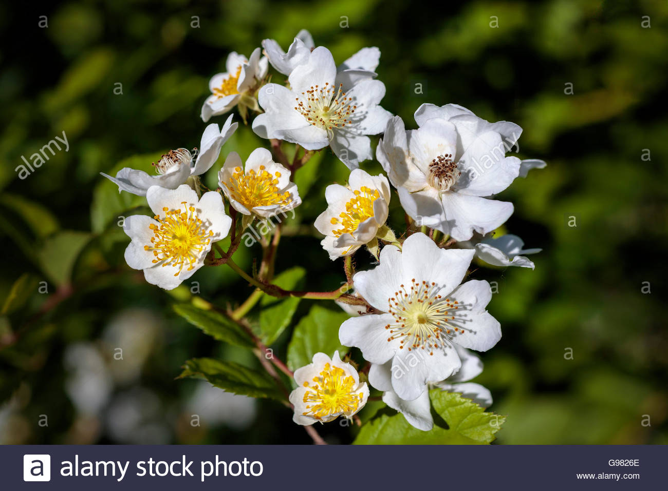 Multiflora Rose High Resolution Stock Photography and Images - Alamy