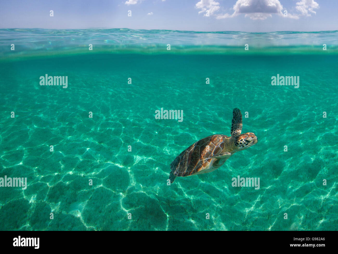 Marine Turtle swiming Stock Photo - Alamy